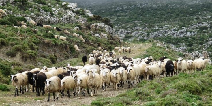 ΑΓΡΙΟΣ ΚΑΒΓΑΣ ΚΡΗΤΙΚΟΥ ΚΤΗΝΟΤΡΟΦΟΥ ΜΕ ΠΡΟΕΔΡΟ ΕΛΕΓΚΤΩΝ:«Είπε θα με ...